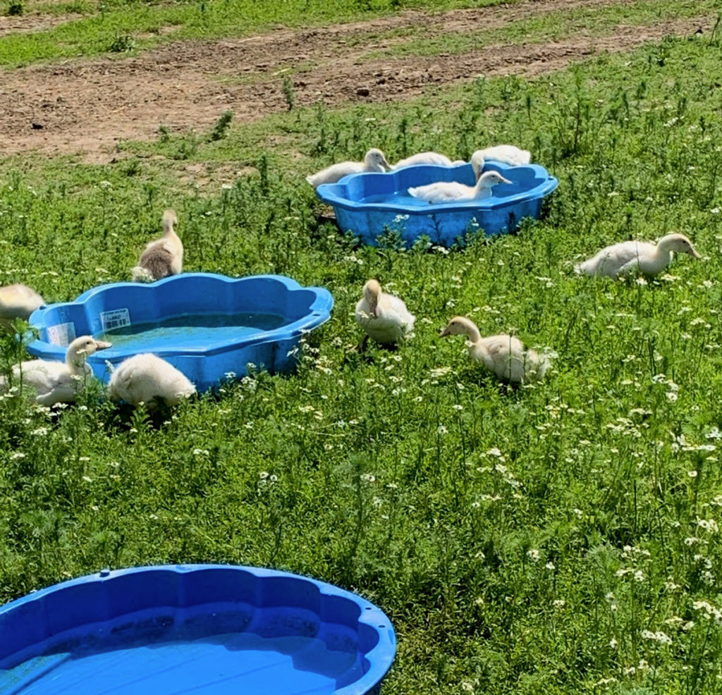 Geschichte – Biofarm Anna